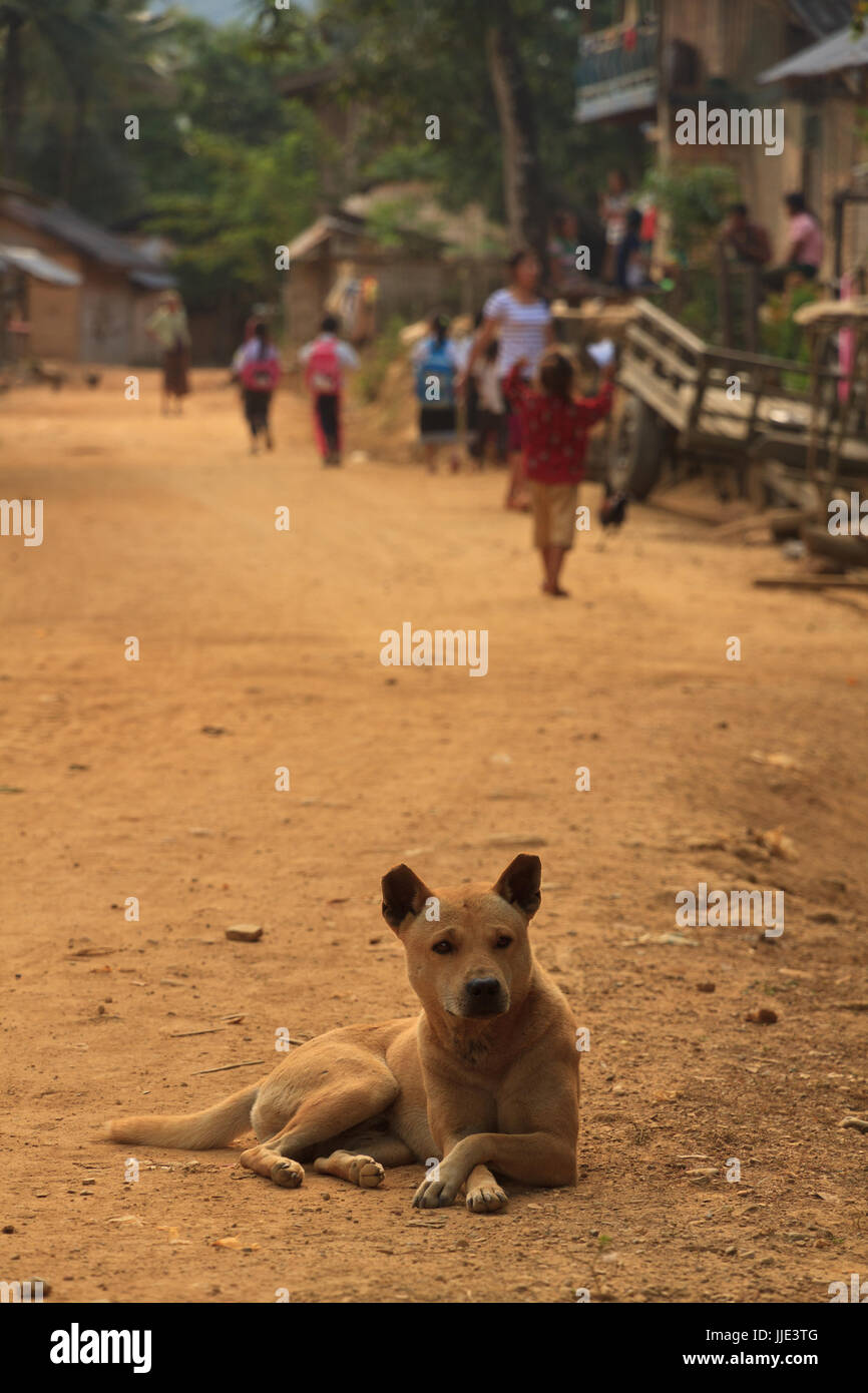 Relaxed street dog with school kids in a small village in Northern Laos ...