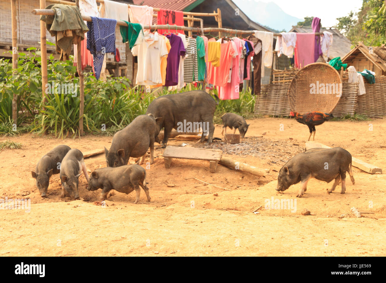 Pig house hi-res stock photography and images - Alamy