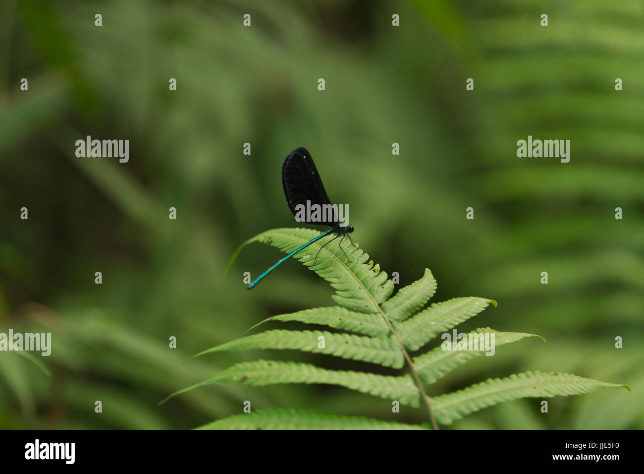 blue Dragonfly with four wings Stock Photo - Alamy