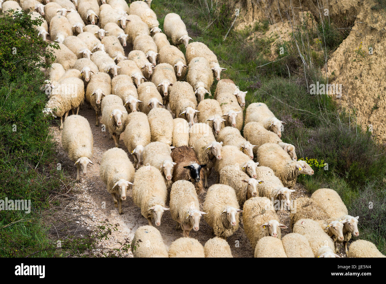Sheep herd navarra spain hi-res stock photography and images - Alamy