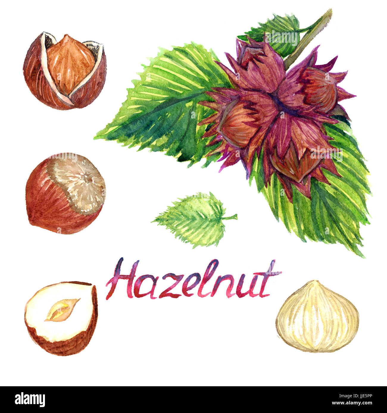 Hazelnut branch with nuts and nuts with opened shell, isolated hand ...