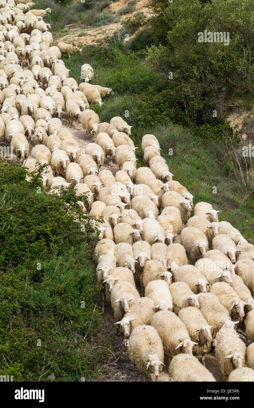 Sheep herd navarra spain hi-res stock photography and images - Alamy