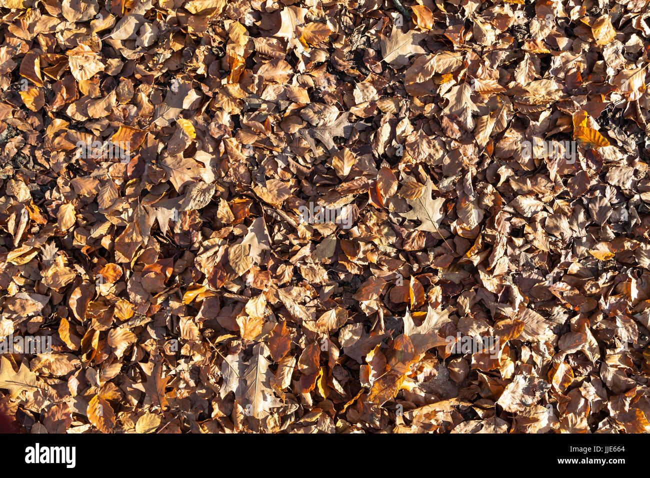 Autumn foliage background Stock Photo - Alamy