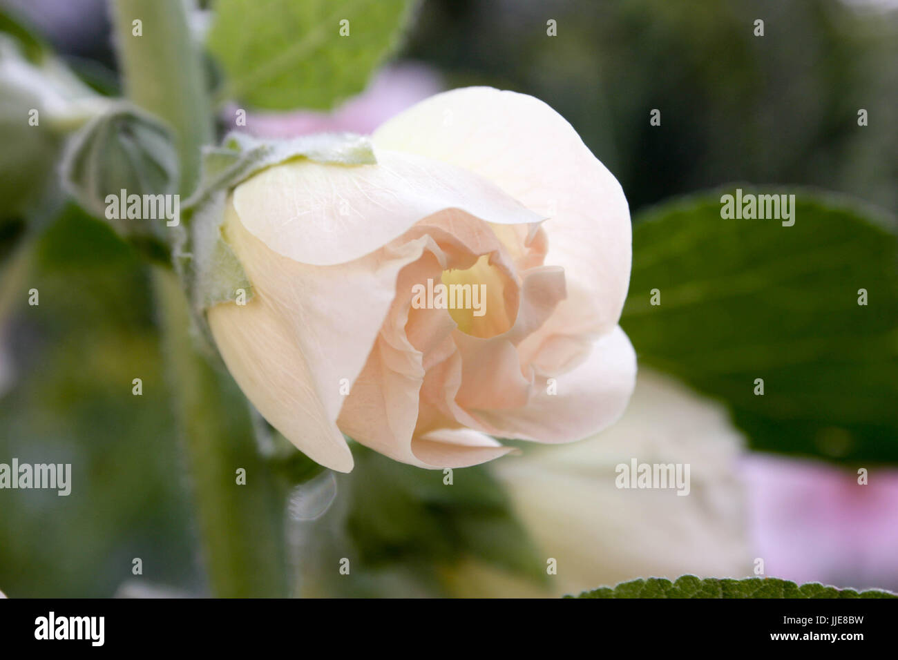 White flower bud on nature background. Photo for your design Stock ...