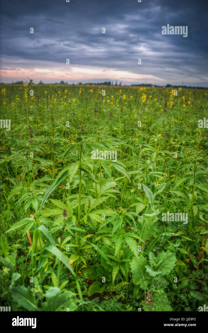 Field of industrial hemp in Estonia. Northern Europe Stock Photo - Alamy