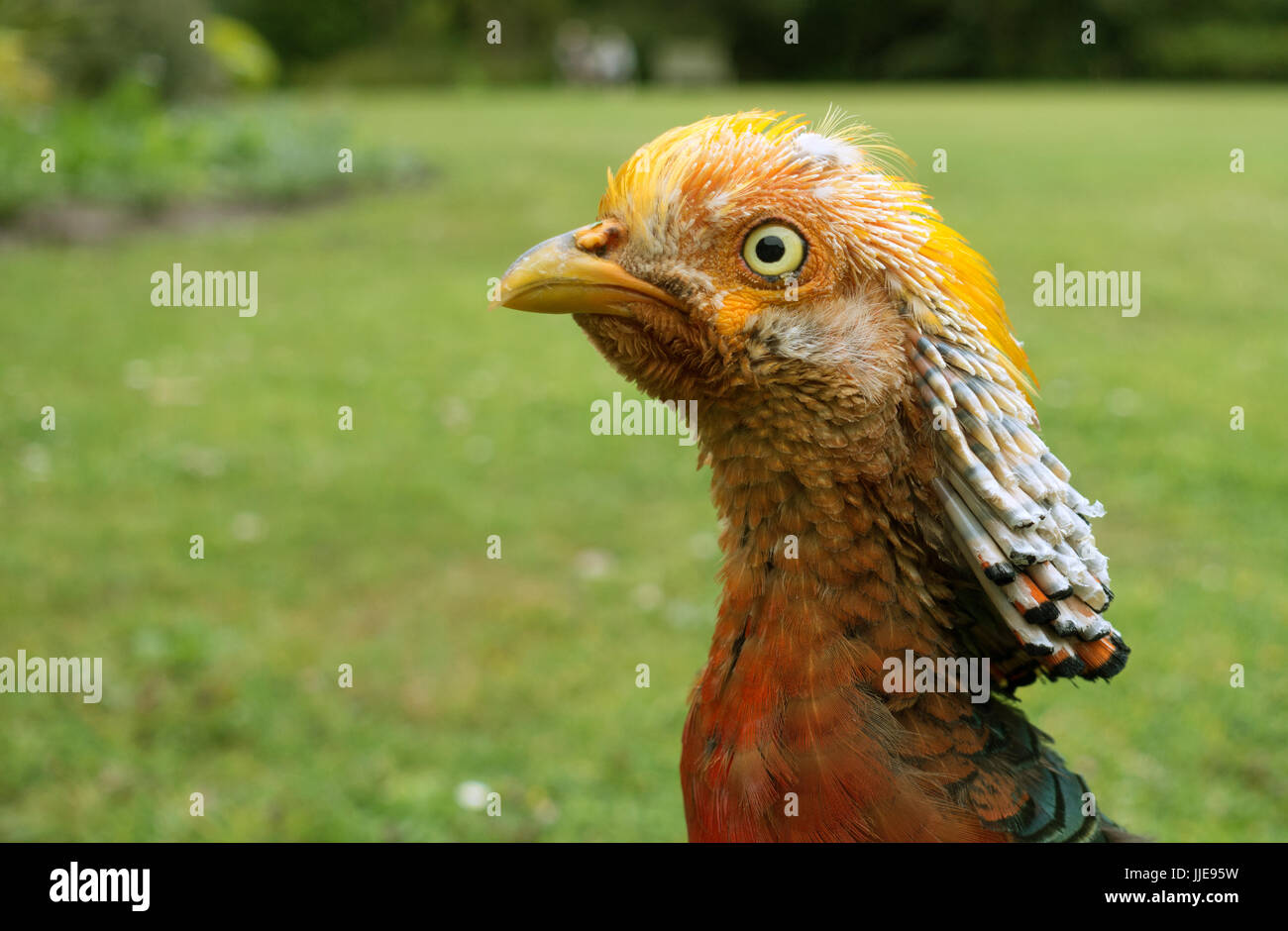Colourful golden pheasant bird close up, Chrysolophus pictus Stock ...