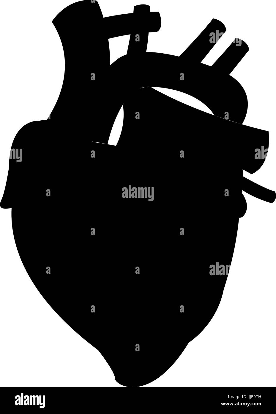 Anatomical heart hand drawing Black and White Stock Photos & Images - Alamy