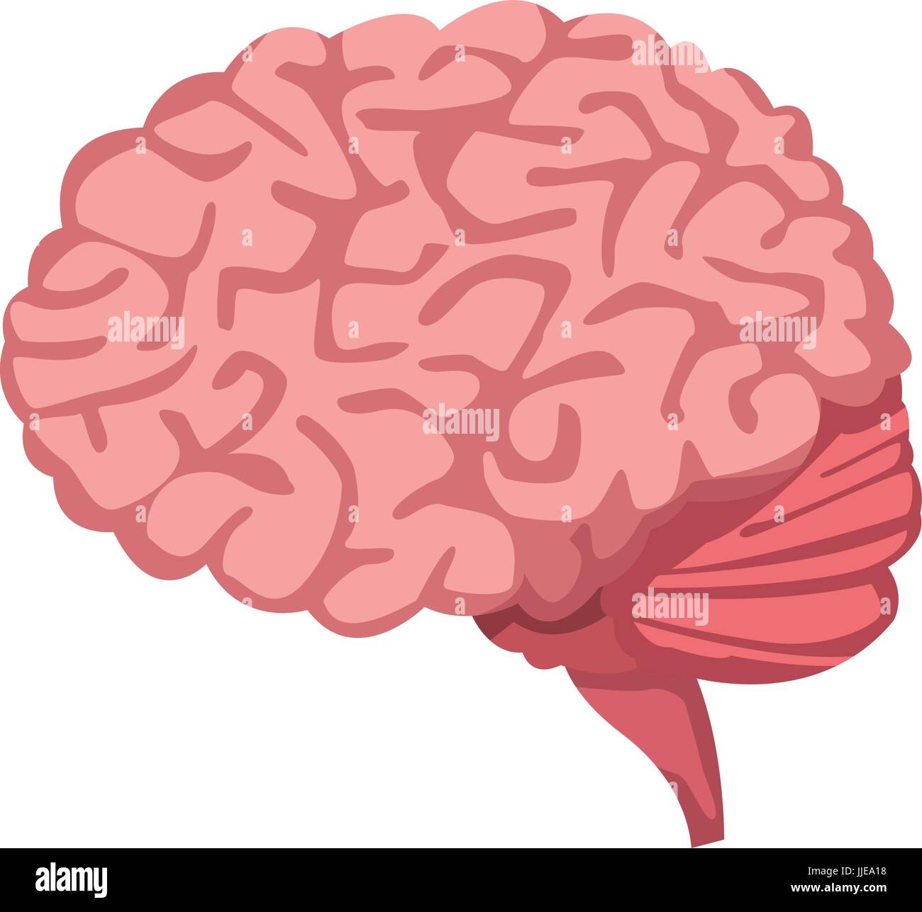 human brain for medical healthy memory anatomy design Stock Vector ...
