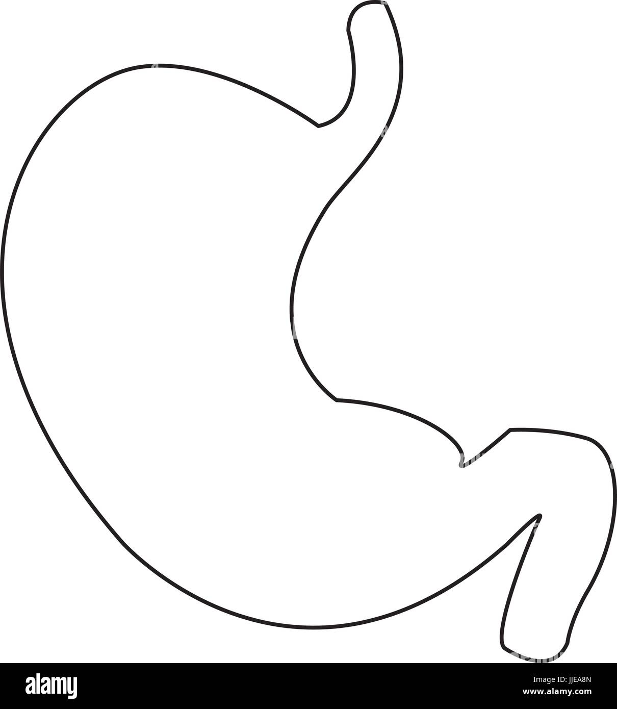 stomach human internal organ digestive system anatomy Stock Vector ...