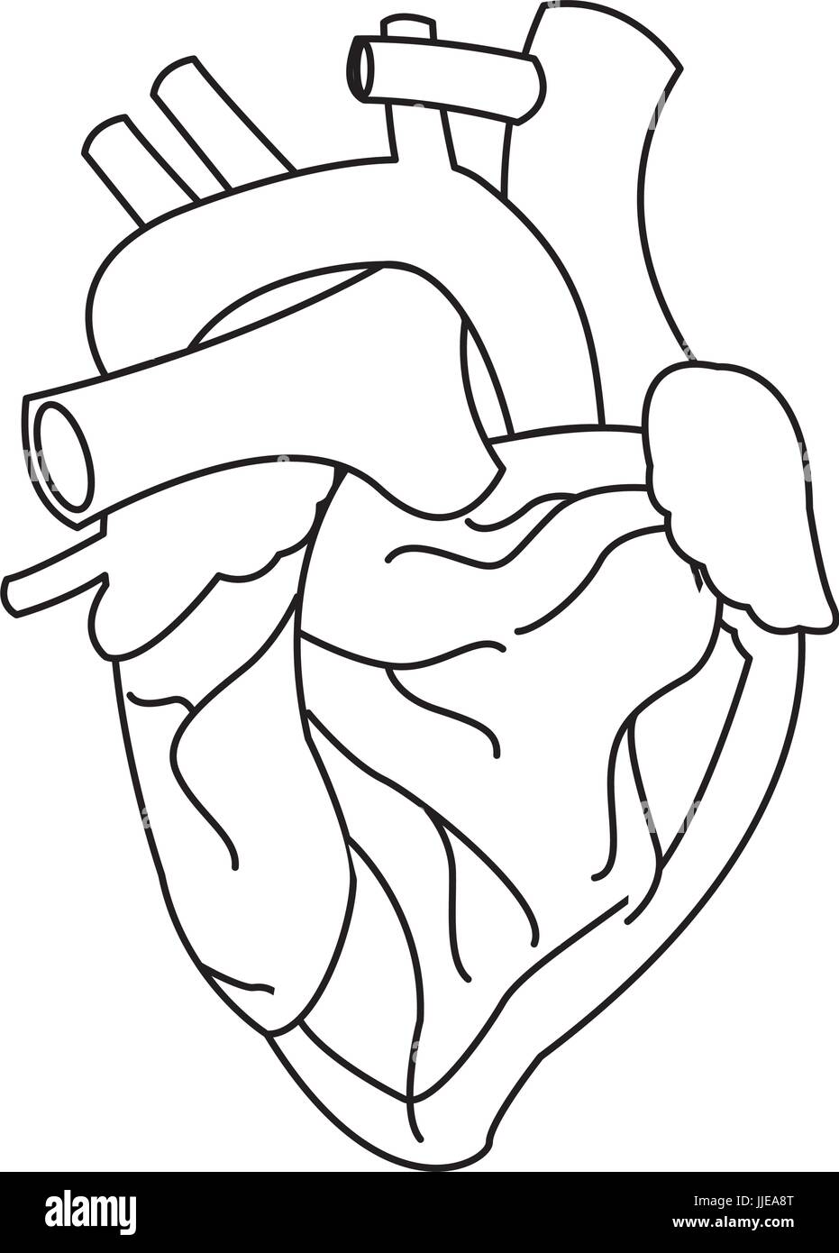 Anatomical heart hand drawing Black and White Stock Photos & Images - Alamy