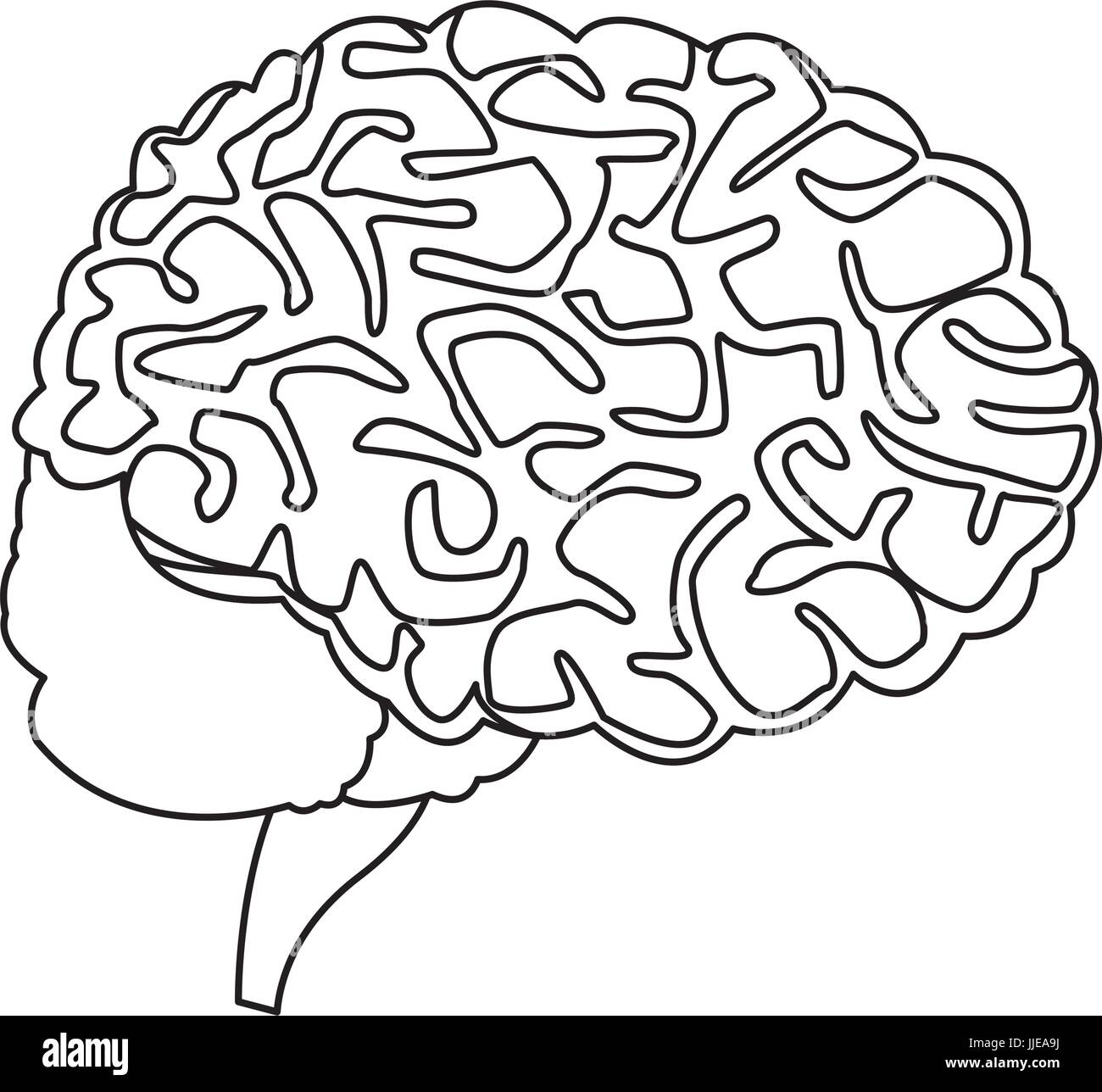 human brain for medical healthy memory anatomy design Stock Vector ...