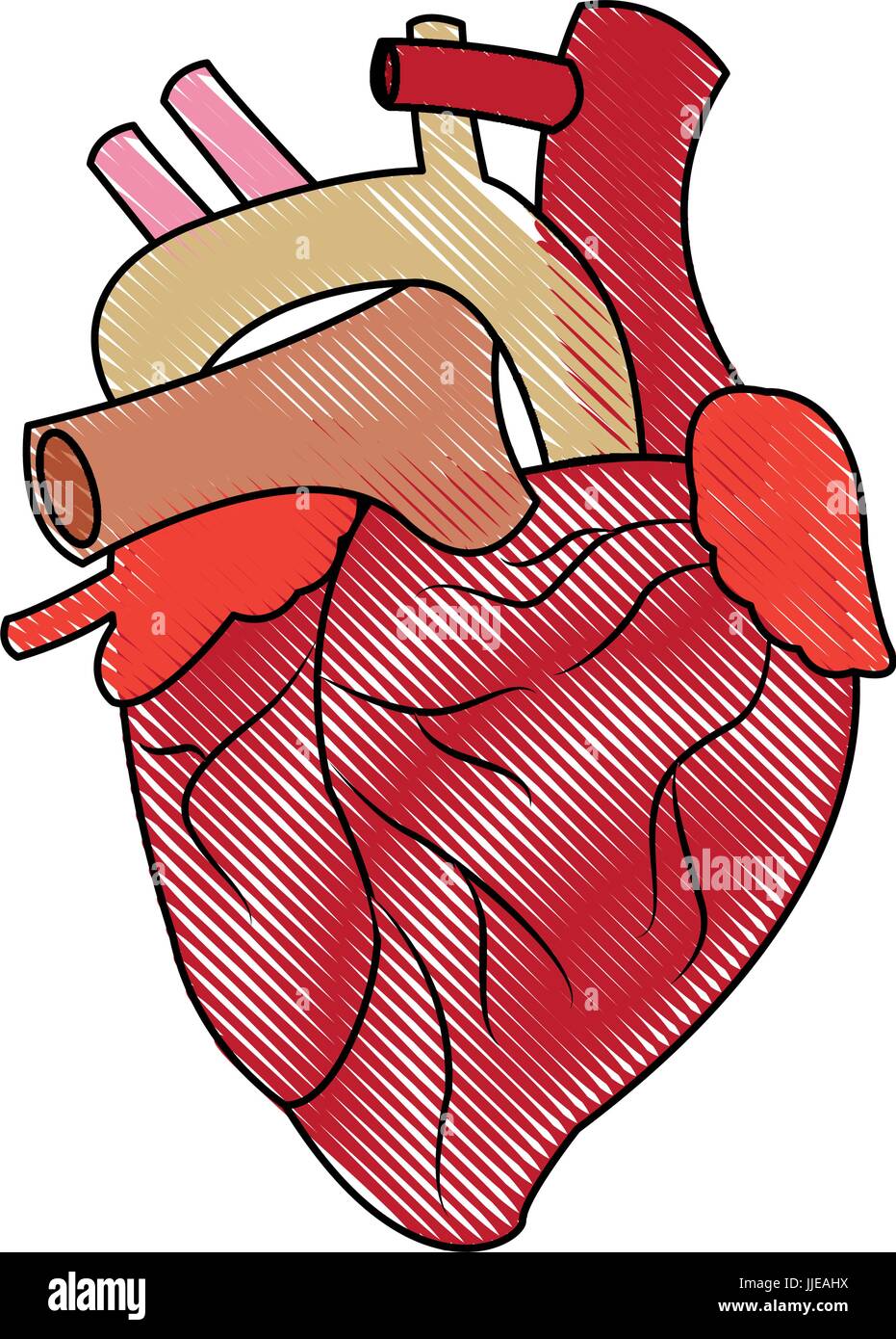 Anatomical Heart Drawing Stock Photos & Anatomical Heart Drawing Stock ...