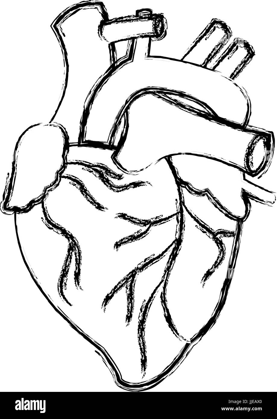 Anatomical heart hand drawing Black and White Stock Photos & Images - Alamy