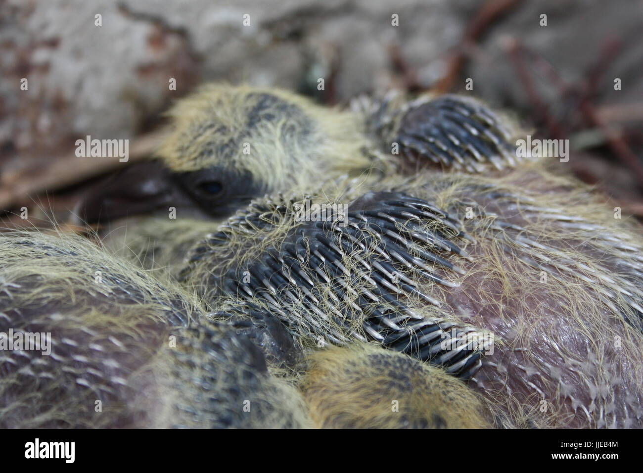 Baby pigeon sleeping, along with his brother. Two small pigeons. With ...