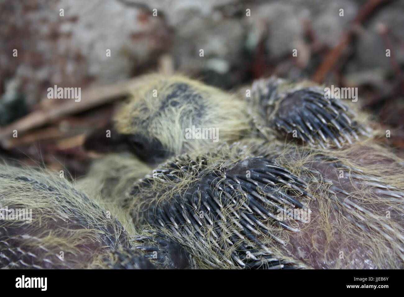 Small pigeons. With the emerging dark and sharp tail feathering on the ...