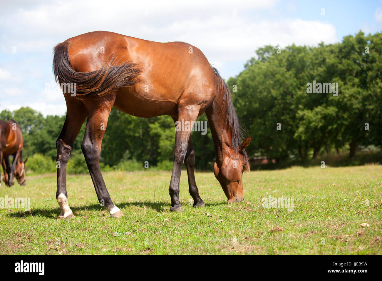 A brown Holsteiner yearling mare eats grass on a pasture Stock Photo ...