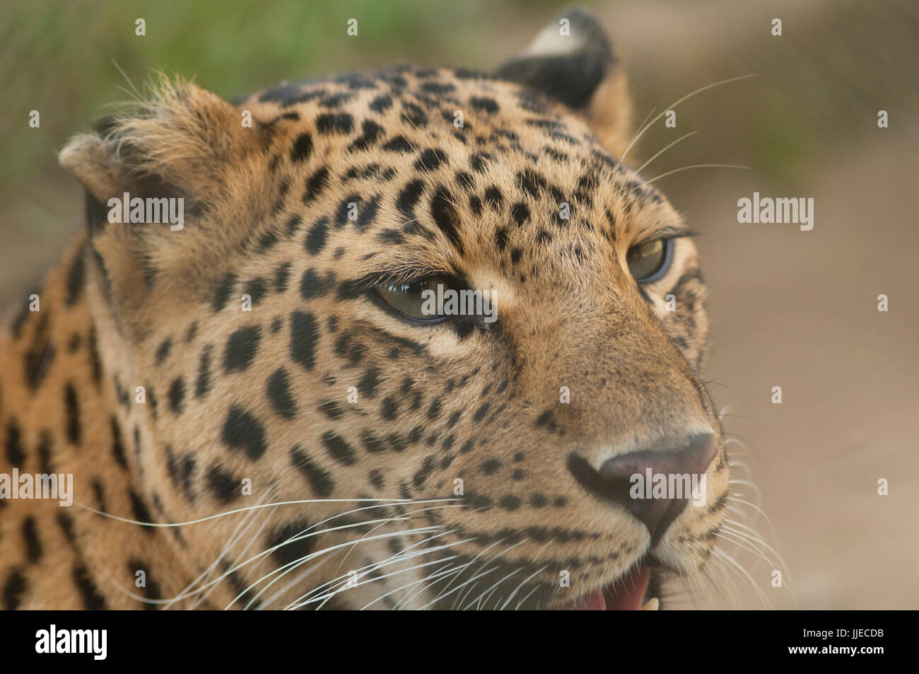 close up of Indian Leopard Stock Photo - Alamy