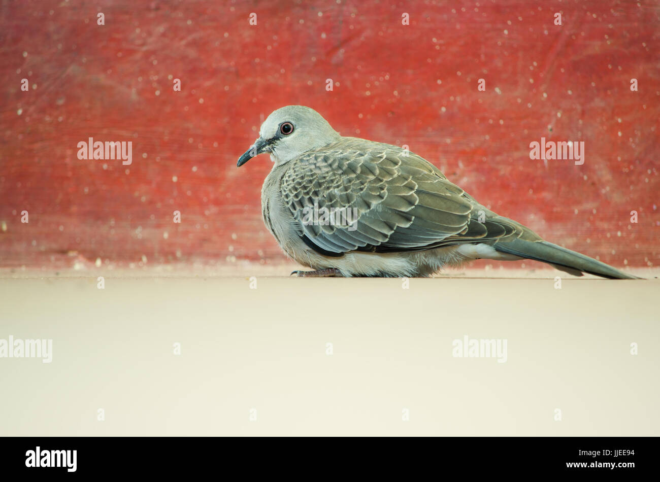 pigeon or spotted dove bird (Spilopelia chinensis) resting on floor ...