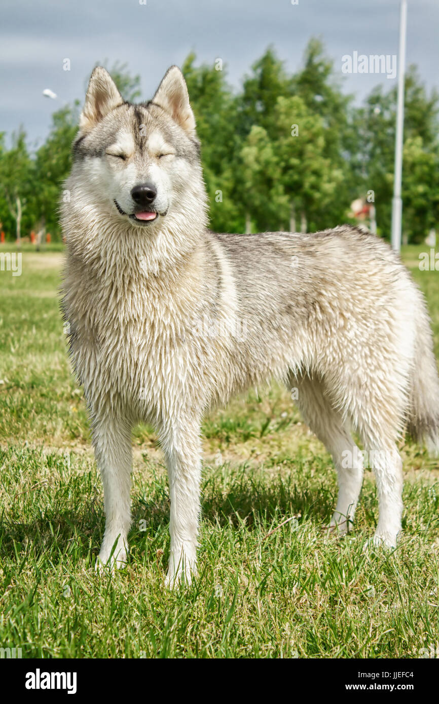 Dog Husky in good sunny weather on nature in summer Stock Photo - Alamy