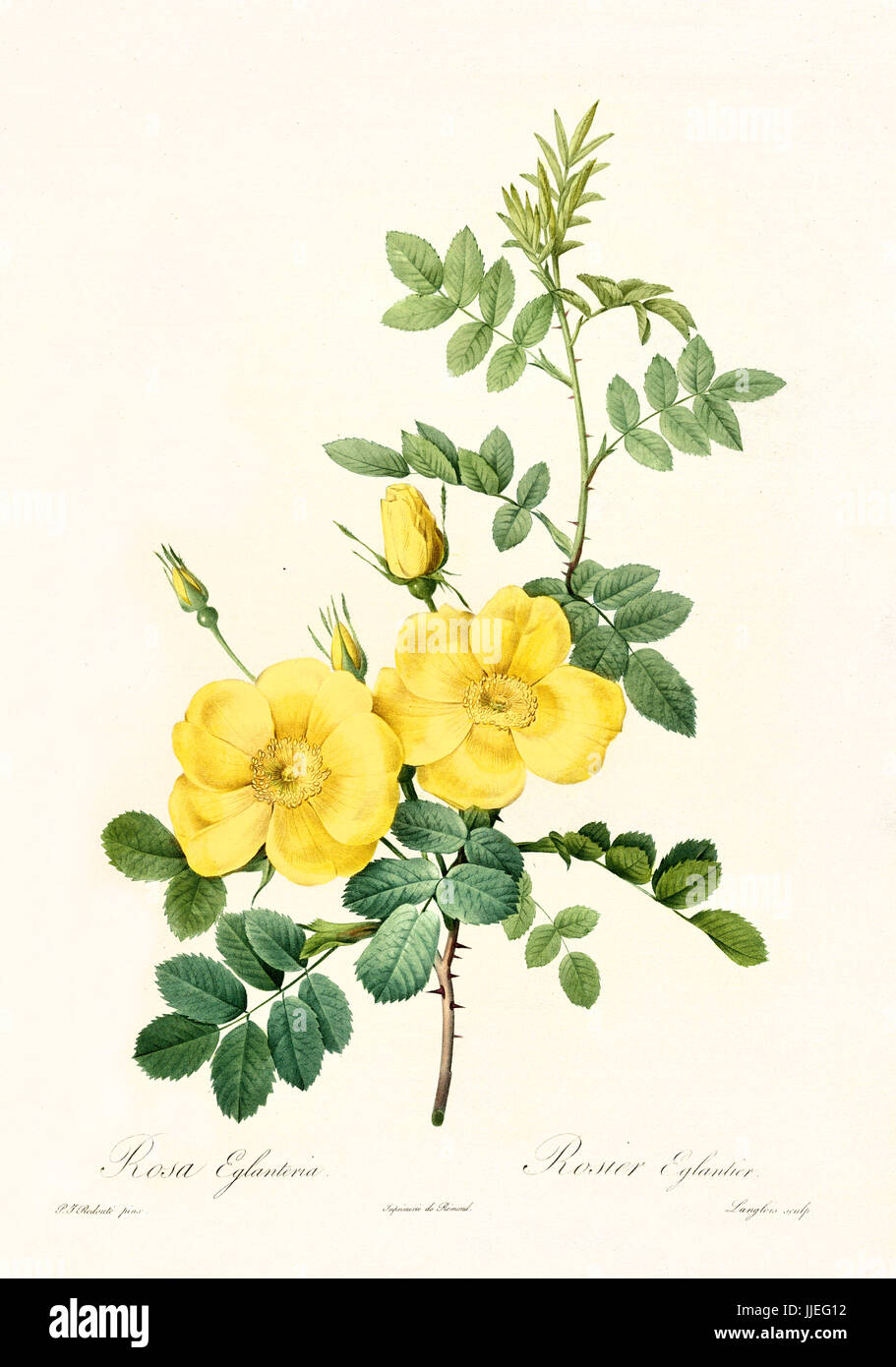 Old illustration of Persian Yellow Rose (Rosa foetida). Created by P. R ...