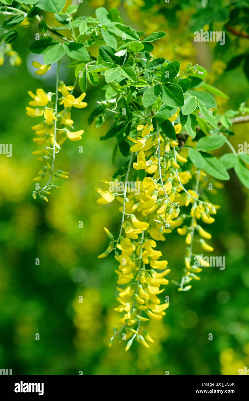 Blooming branches of yellow acacia Stock Photo - Alamy