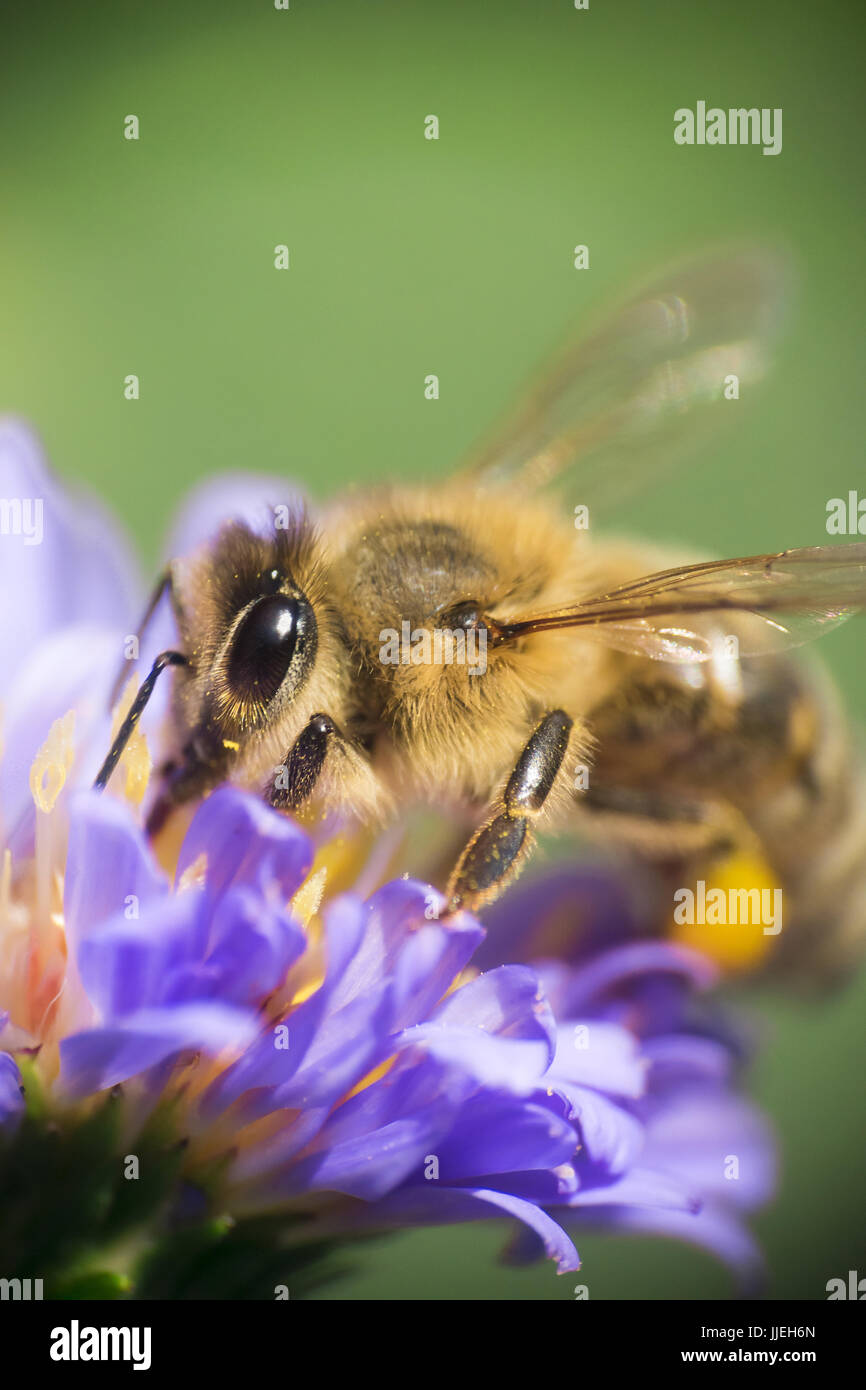 Berlin, Germany, on a wet table top reflects the sky Stock Photo - Alamy