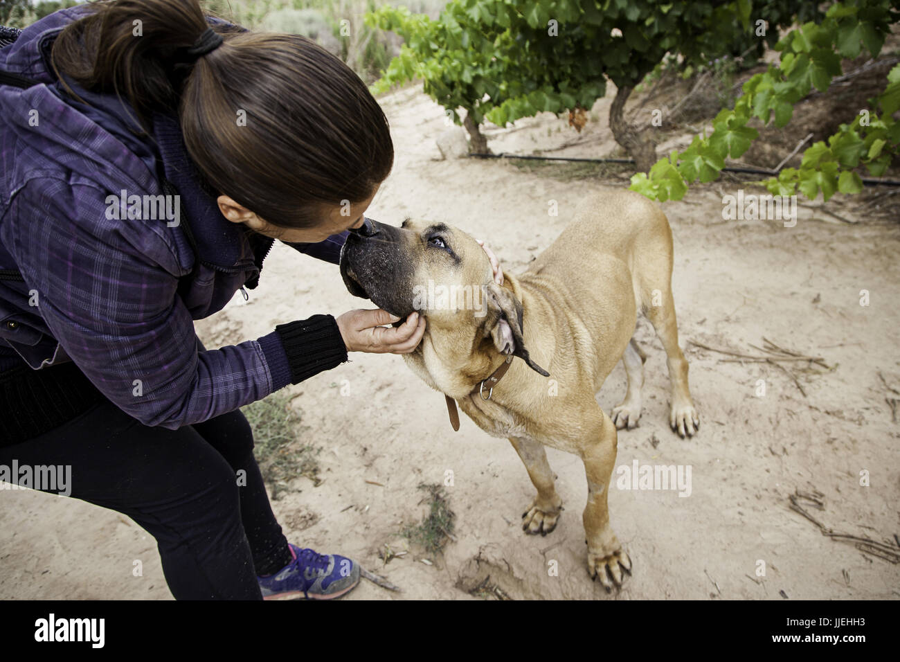 Young woman with hound dog in nature, detail of love and friendship ...
