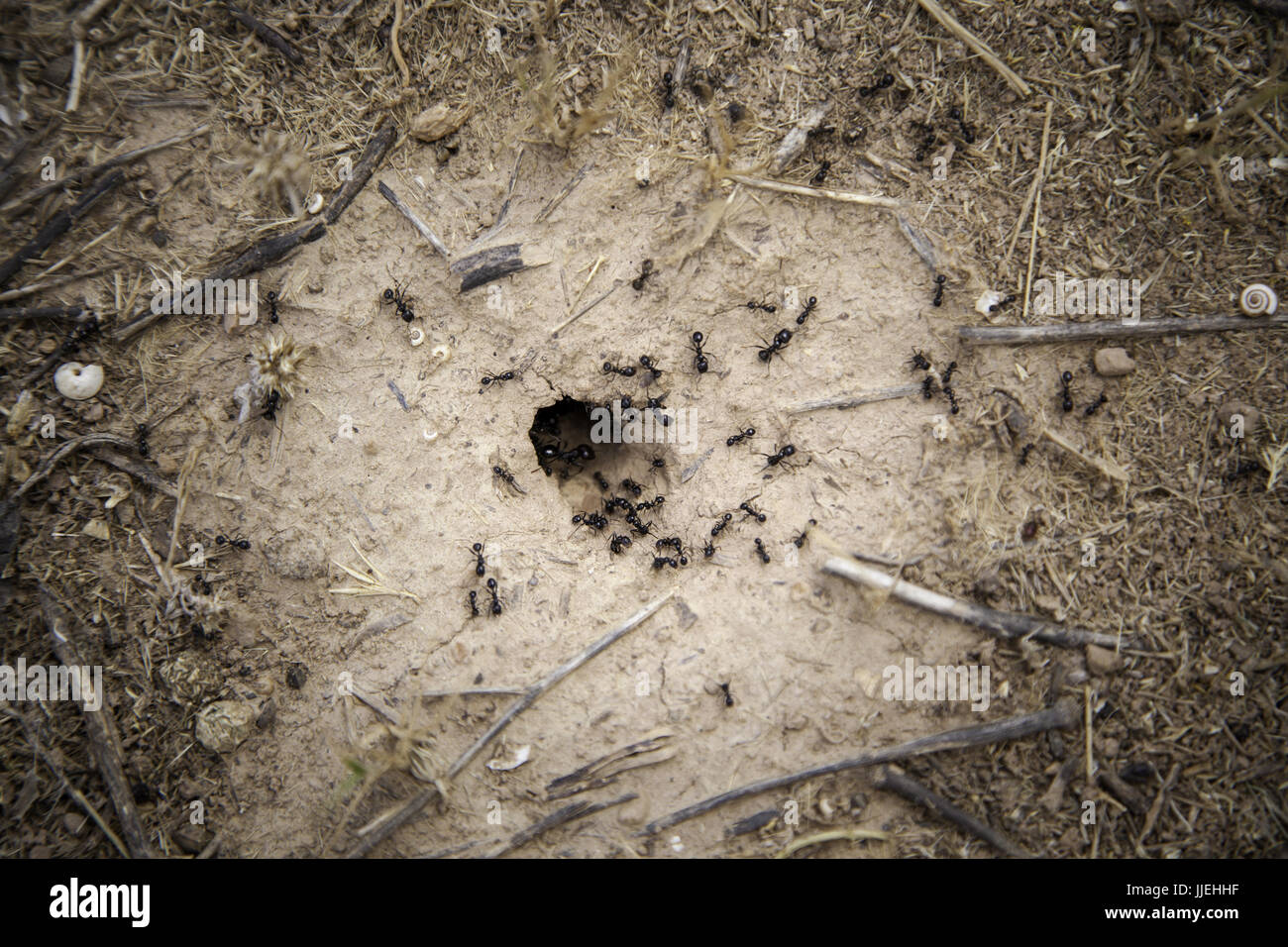 Worker ants in a natural anthill, detail of wild life in nature Stock ...
