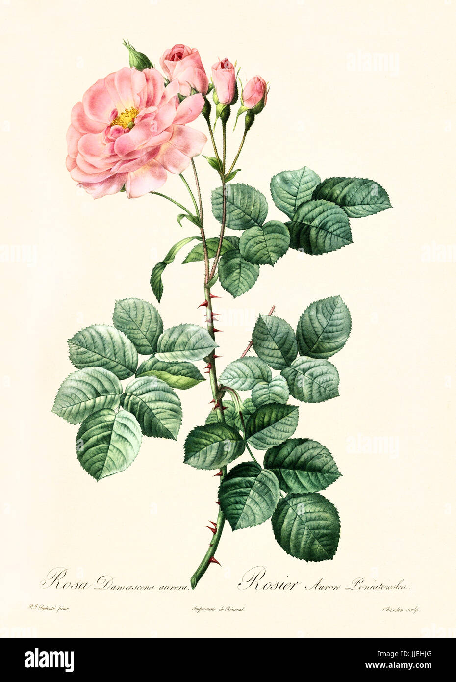 Old illustration of Rosa damascena aurora. Created by P. R. Redoute ...