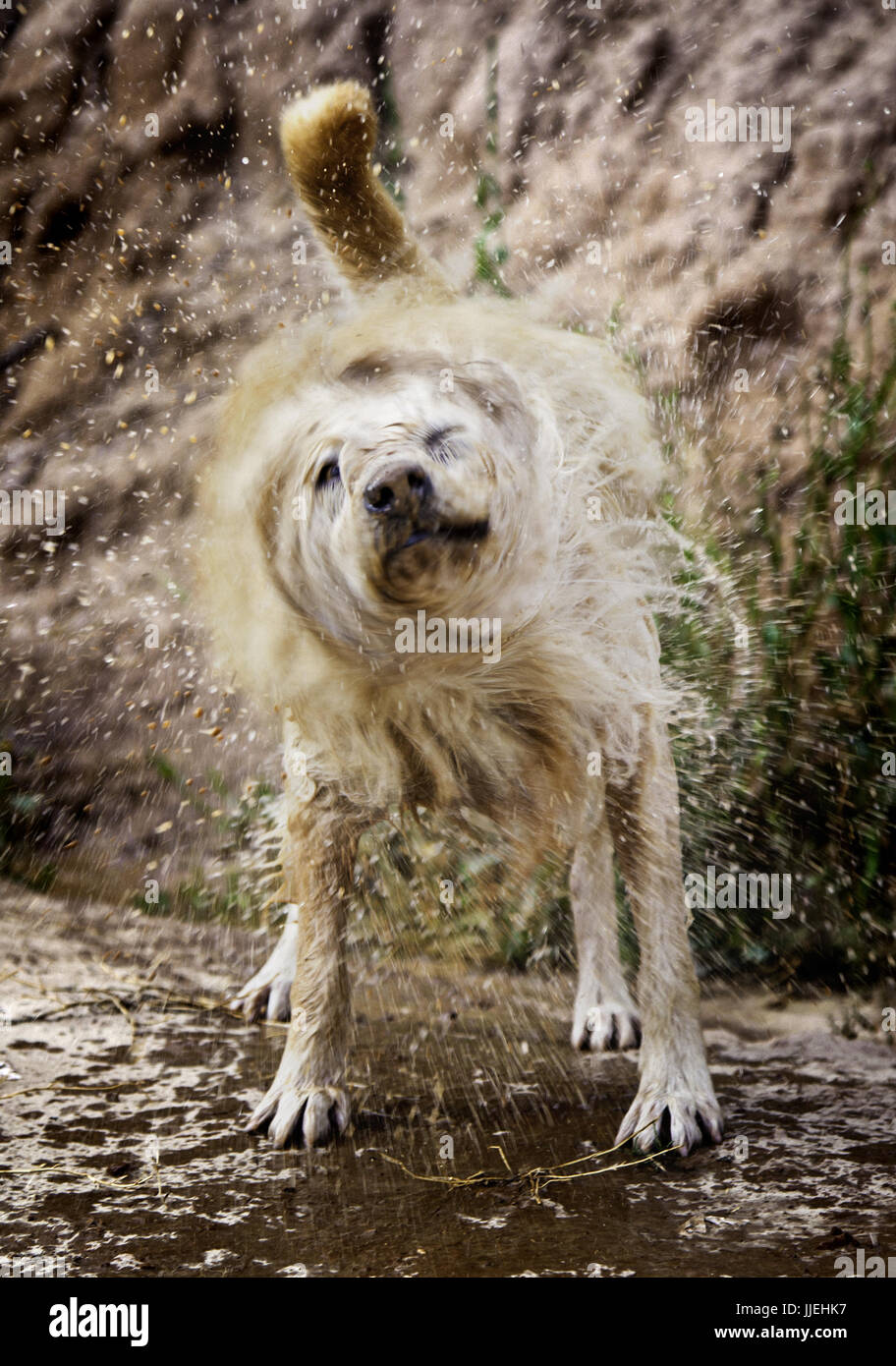 Dog shaking water, detail of a wet animal, enjoying and having fun ...
