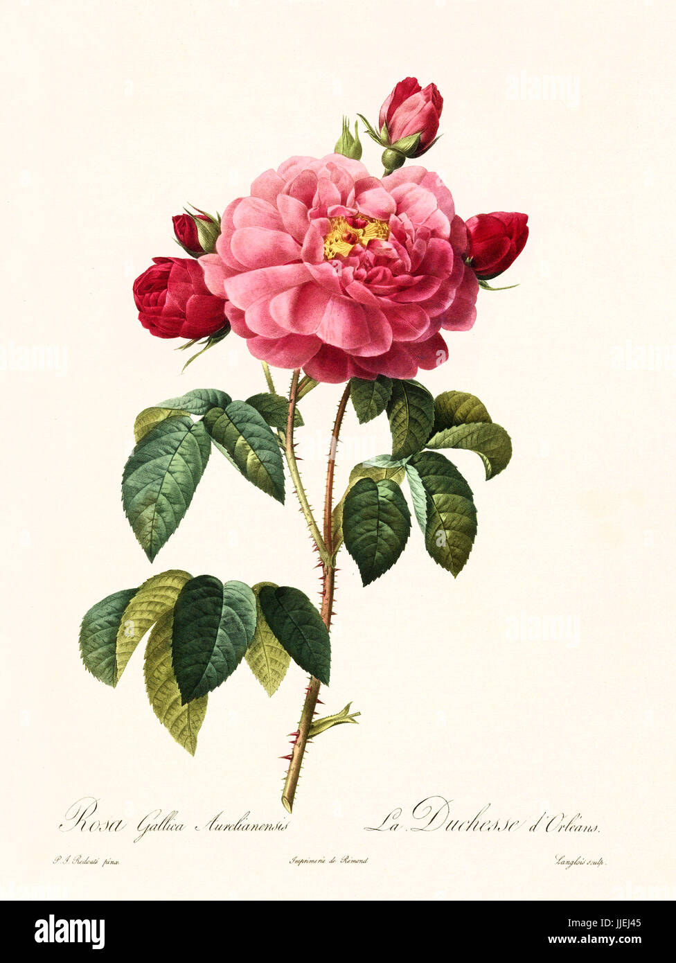 Old illustration of Rosa gallica aurelianensis. Created by P. R ...