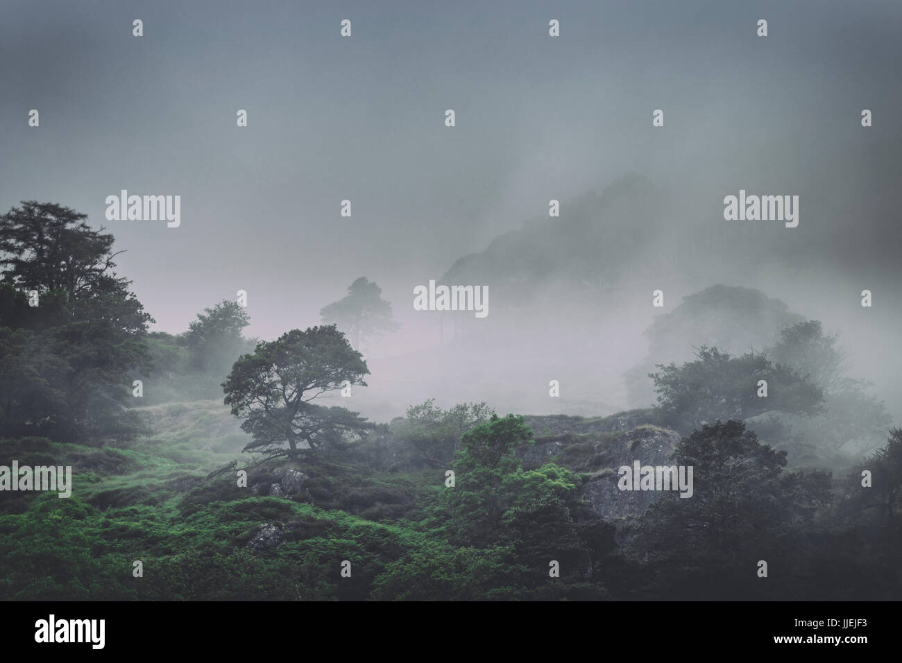 Trees on Mountain Slope in Thick Fog Stock Photo - Alamy