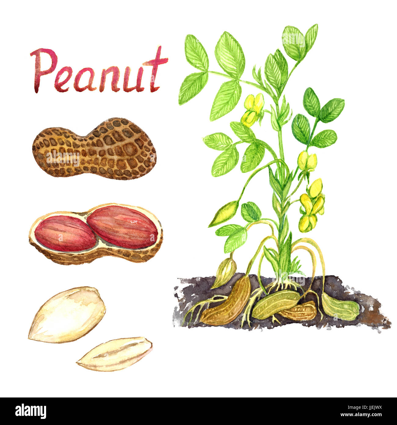 Peanut Plant Drawing