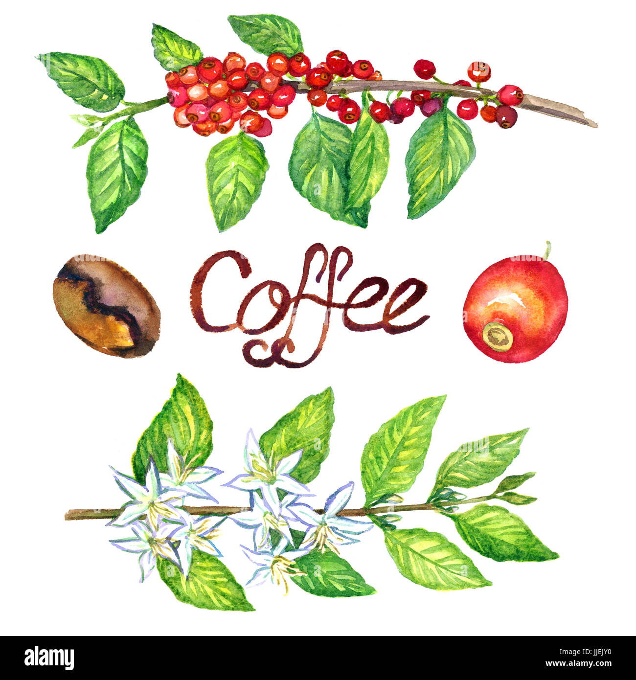 Coffee branch with flowers and fruits, isolated hand painted watercolor ...