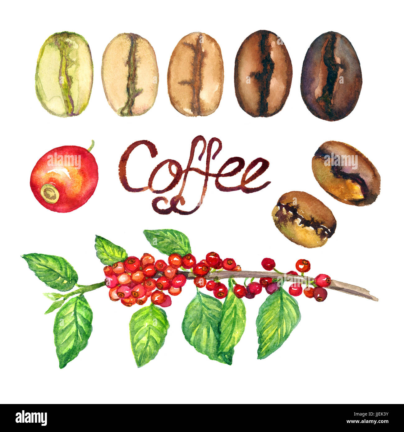 Coffee branch with fruits and line of level coffee roasts from light to ...