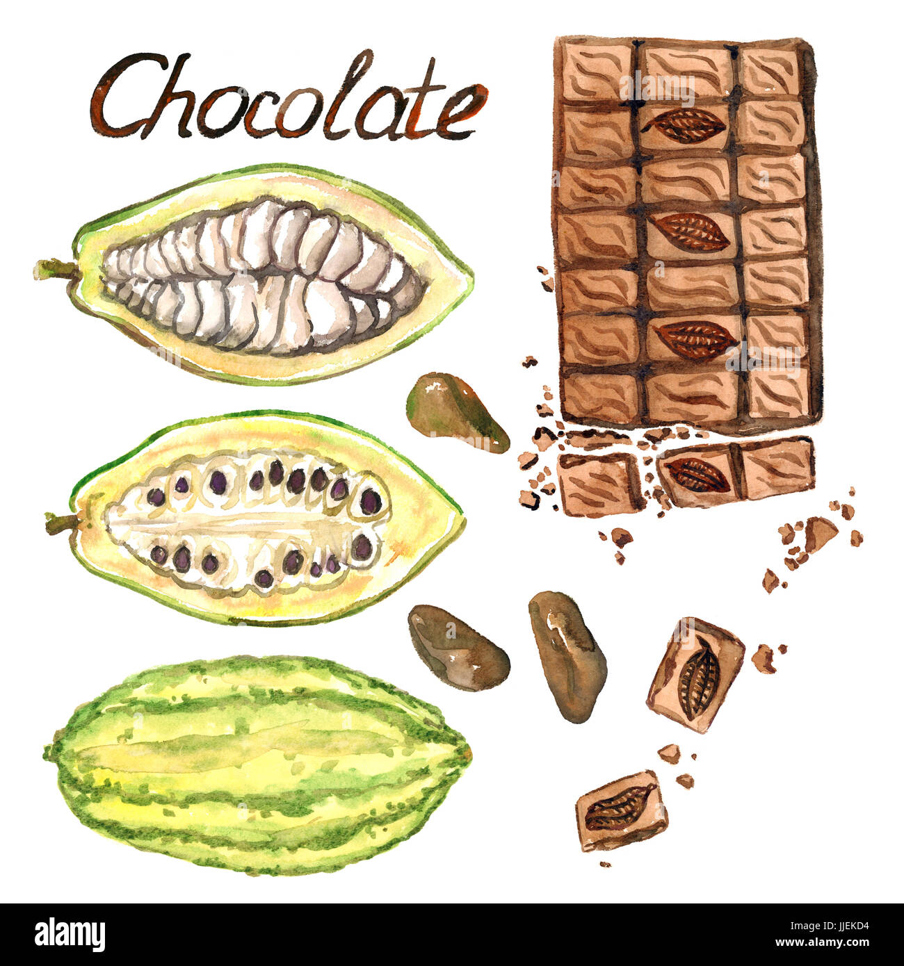 Cacao tree botanical drawing hi-res stock photography and images - Alamy