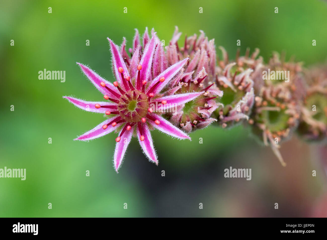 Close-up of a flowering Sempervivum tectorum (Common houseleek Stock ...