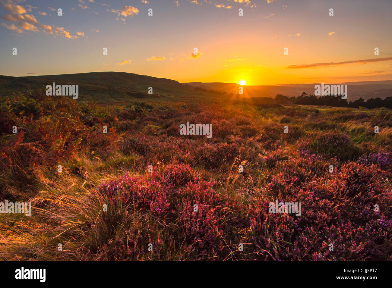 Ilkley Moor Heather Sunset Stock Photo - Alamy
