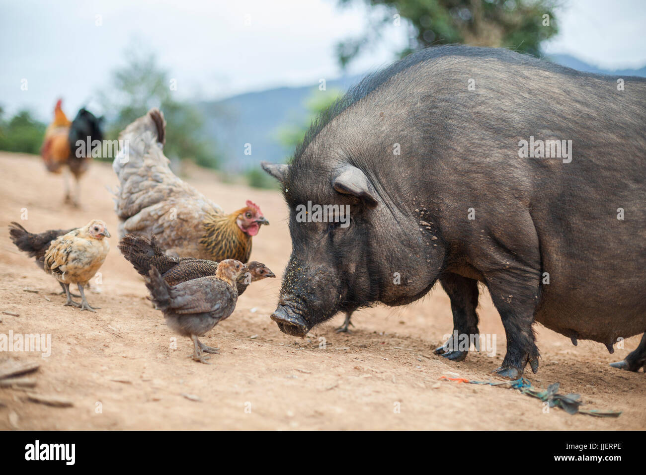 Photograph of pig and chickens hi-res stock photography and images - Alamy