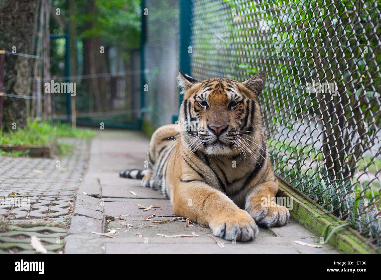 Tropical Orange Striped Tiger Resting in Tigers Temple Thailand North ...
