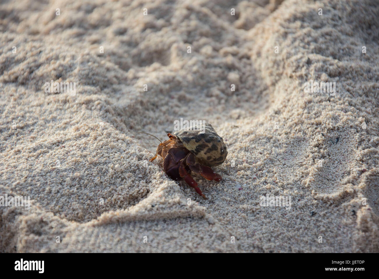 A small crab on a beach surrounded by sand in Mexico Stock Photo - Alamy