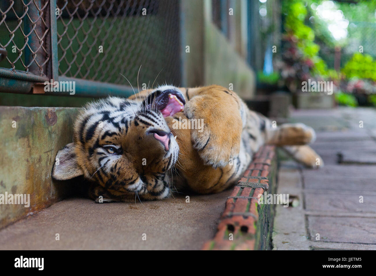 Sumatran tiger ears hi-res stock photography and images - Alamy