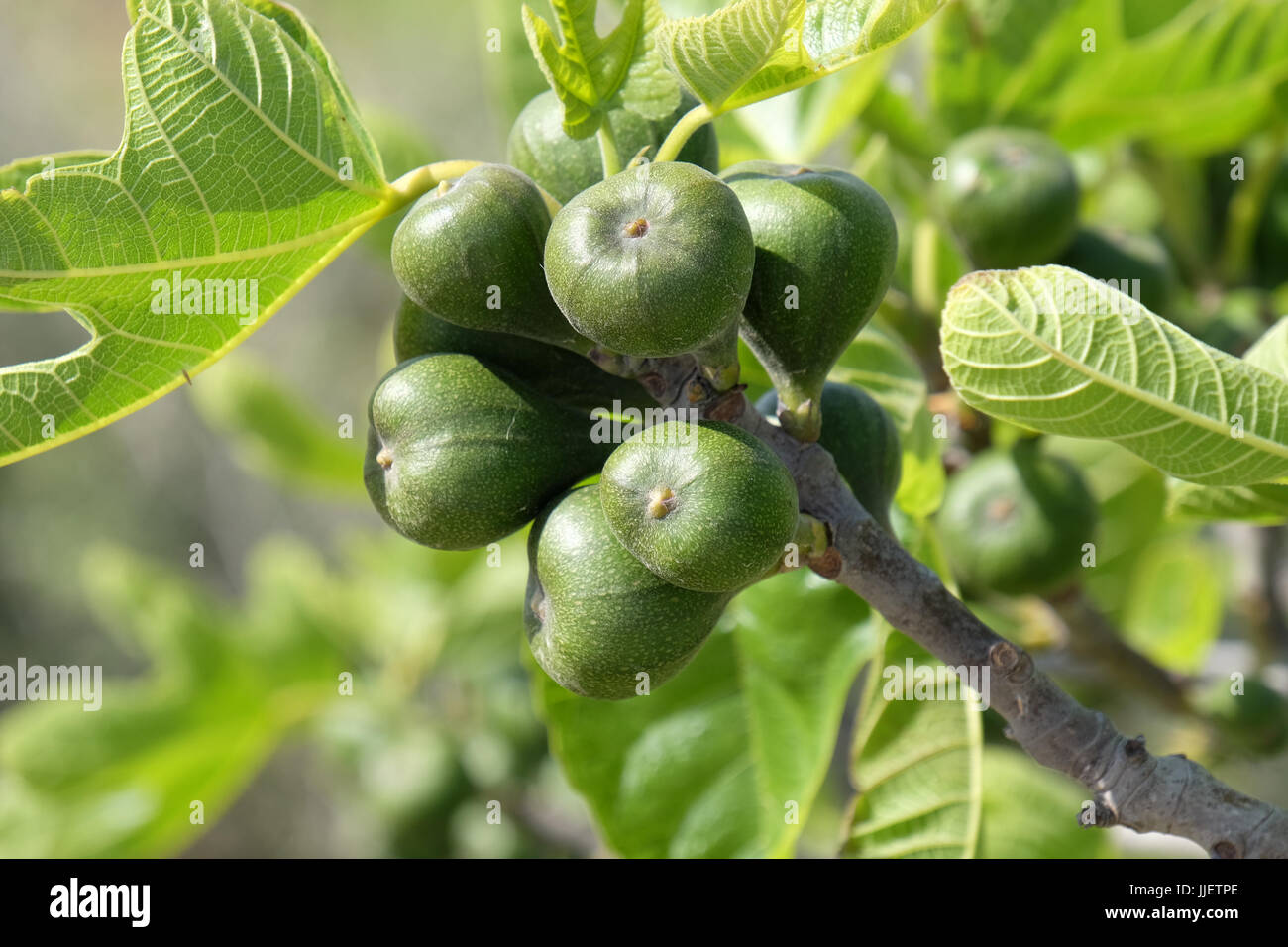 Unripe fig tree fruit Stock Photo - Alamy