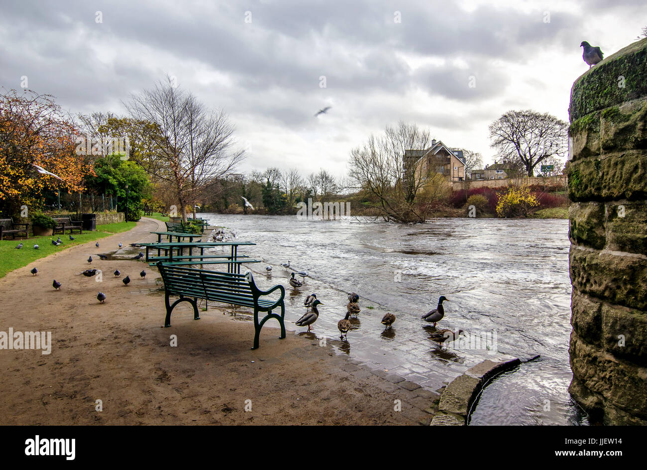 Wetherby yorkshire river hi-res stock photography and images - Alamy