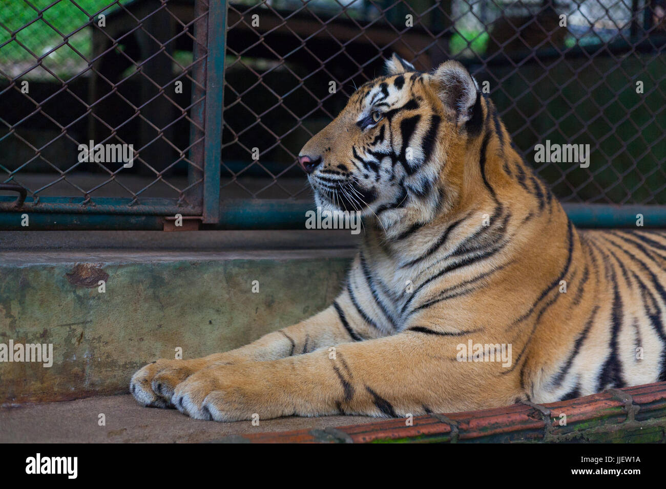 Guard Tropical Orange Striped Tiger in Tiger Temple Thailand North ...