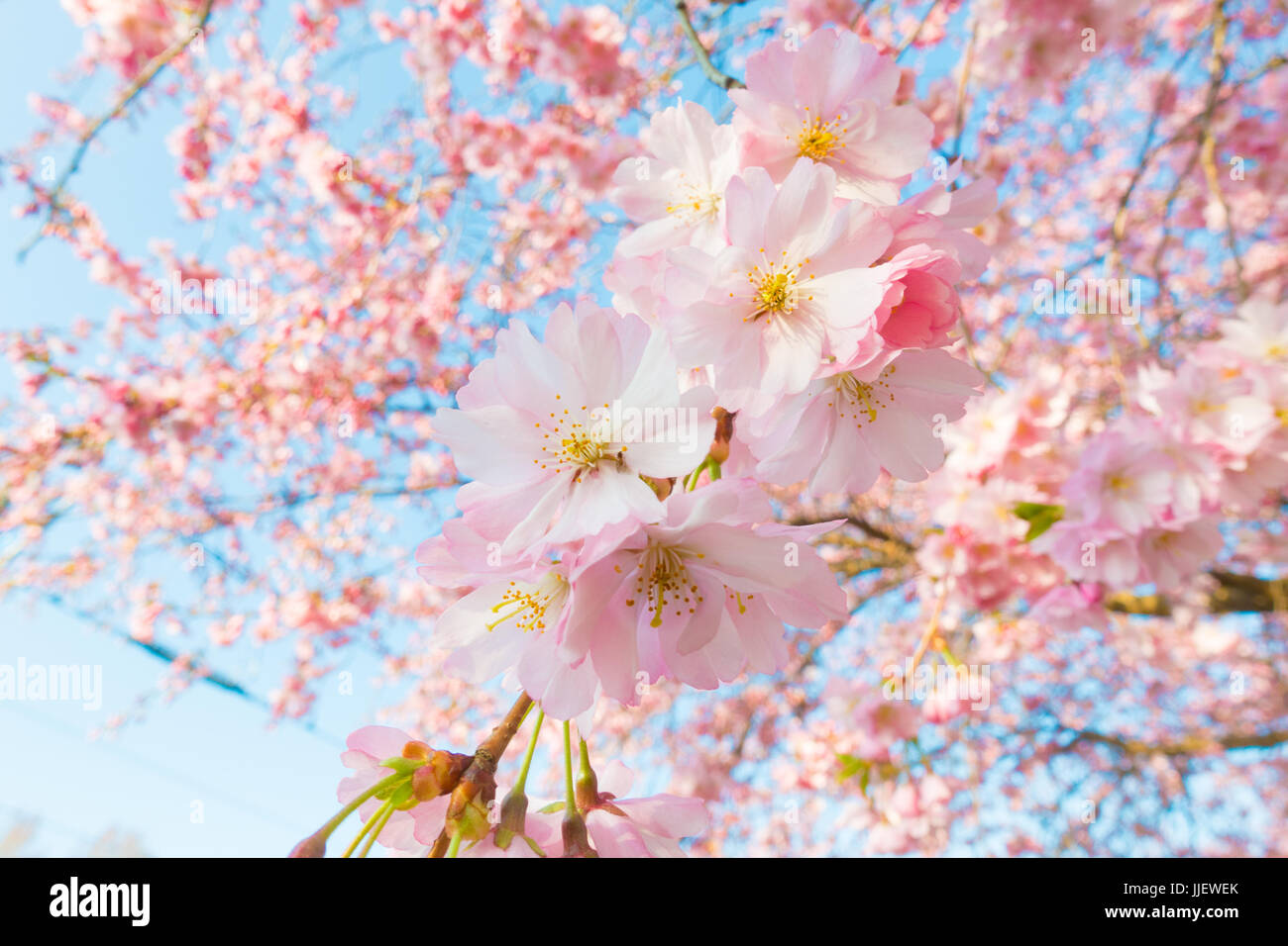Sakura flowera at sunny spring day Stock Photo - Alamy
