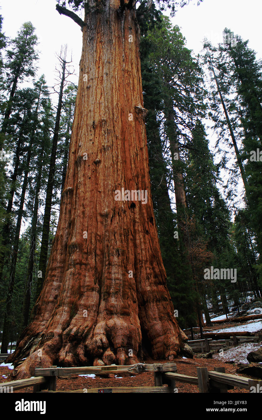 Redwoods in snow hi-res stock photography and images - Alamy
