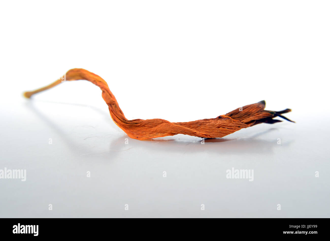 Shriveled orange hi-res stock photography and images - Alamy