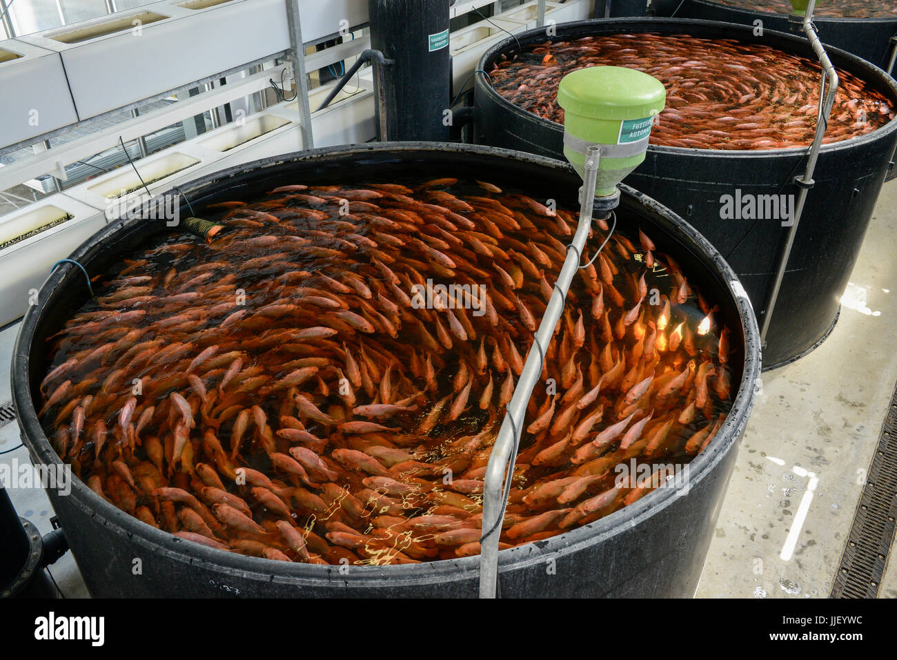 GERMANY, Berlin, Tilapia fish farm of start up ECF, the fish farm is ...