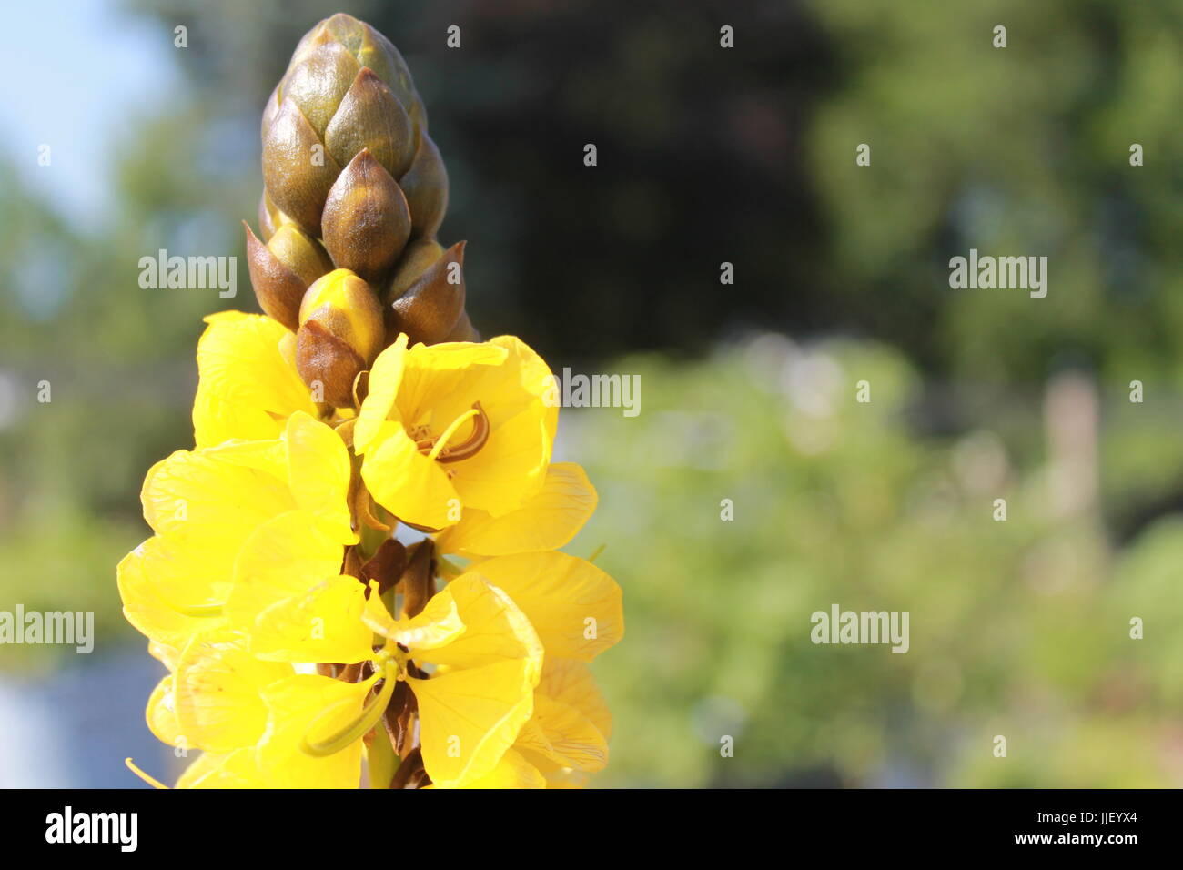 Flower popcorn hi-res stock photography and images - Alamy